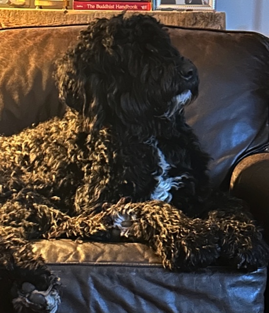 The Truth About DOG | Moj Mueller
