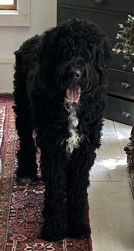 Cartoon Encapsulation… | Moj Mueller